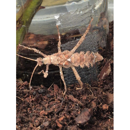 South Coast Sticks UK | Jungle Nymph Stick Insects Gender Male
